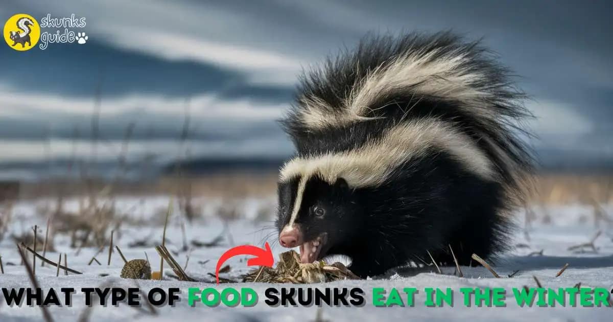 What Do Skunks Eat During Winter Months? Top 20 Winter Foods